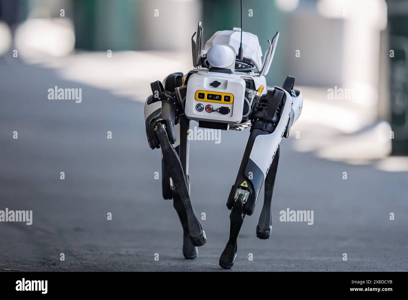 Speedway, In, USA. 24th May, 2024. A robotics drone dog from Asylon ...
