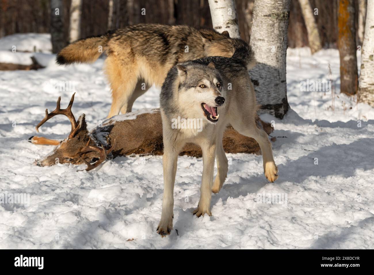 Grey Wolf (Canis lupus) Steps Forward From Buck Carcass Mouth Open ...
