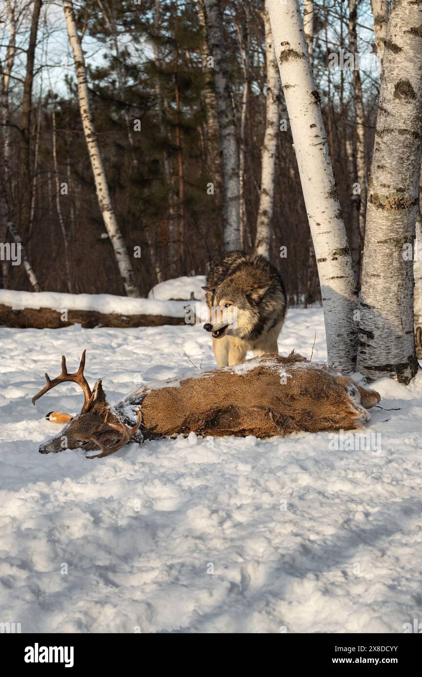 Grey Wolf (Canis lupus) Mouth Open Ears Laid Back Over Buck Carcass ...