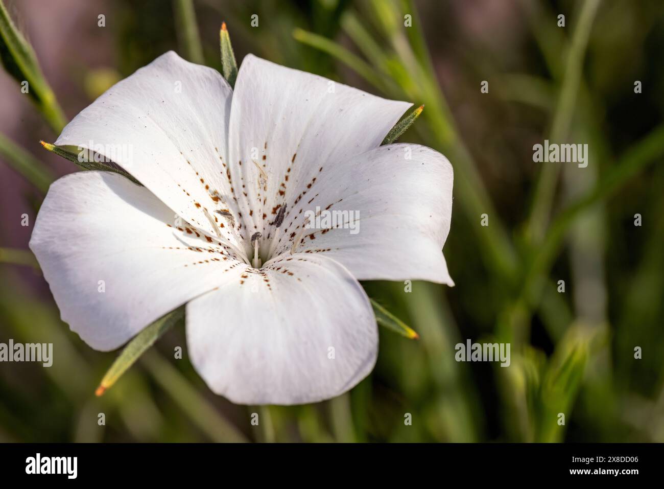 Corn Cockle, Ocean Pearls (Agrostemma githago) - Asheville, North ...