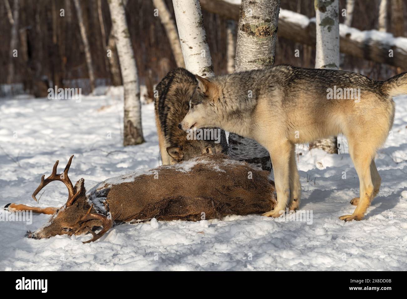 Grey Wolf (Canis lupus) Stands Over Body of Buck Staring to the Left ...