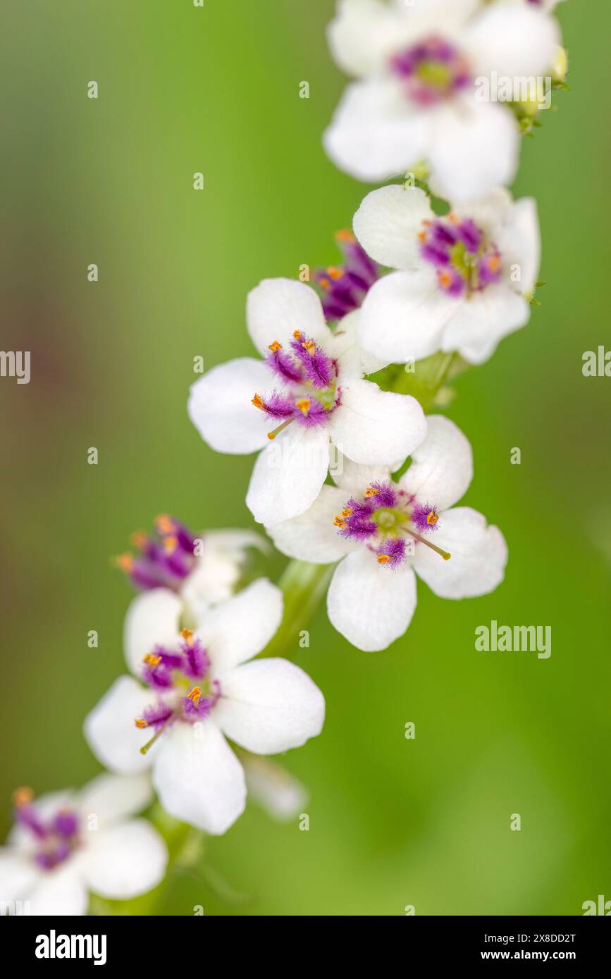 Nettle-Leaved Mullein (Verbascum Chaixii var. album) - Asheville, North ...