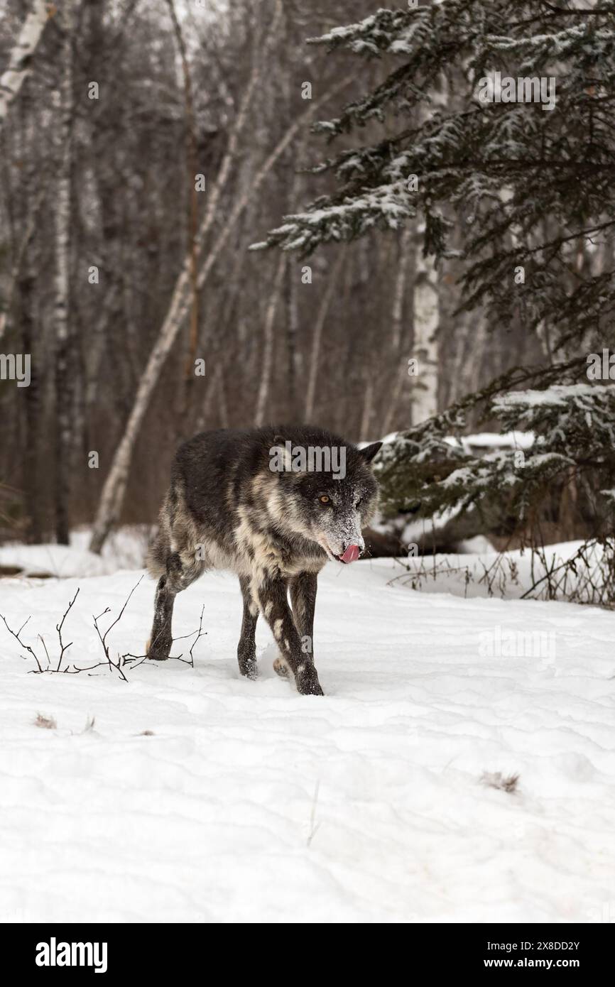 Black Phase Grey Wolf (Canis lupus) Steps Forward Licking Nose Winter ...