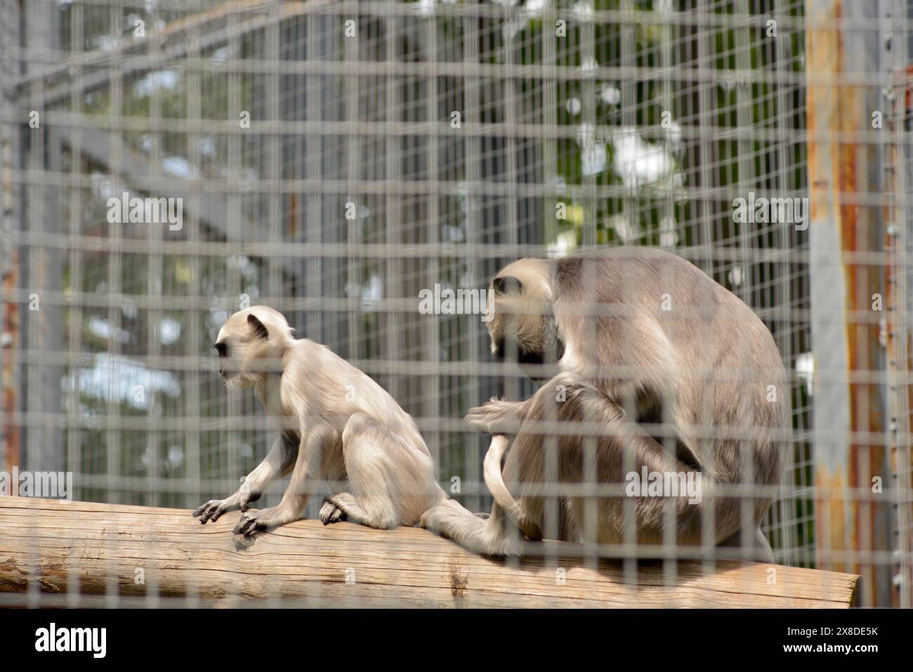 Adult and young Hanuman langur or northern plains gray langur ...