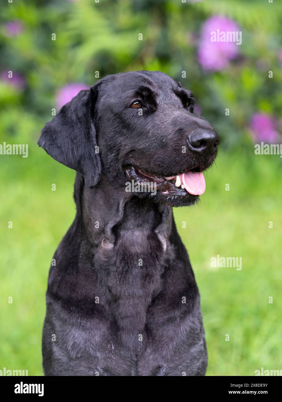 Portrait of a Black Labradoodle in a field Stock Photo - Alamy