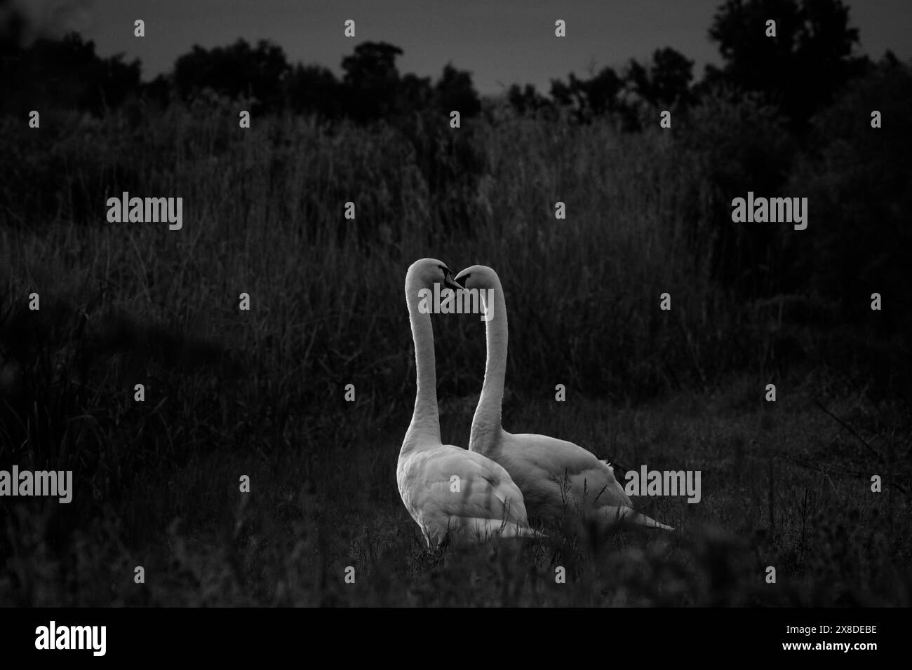 Habitat swans hi-res stock photography and images - Alamy