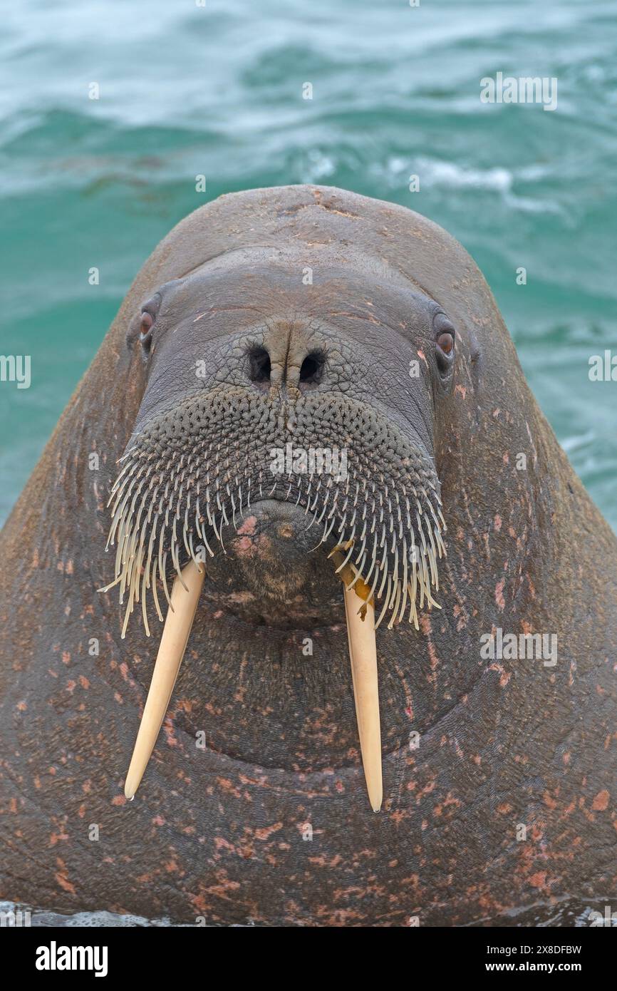 Walrus Staring At Us on the shore on Torellneset, Nordaustlandet in the ...