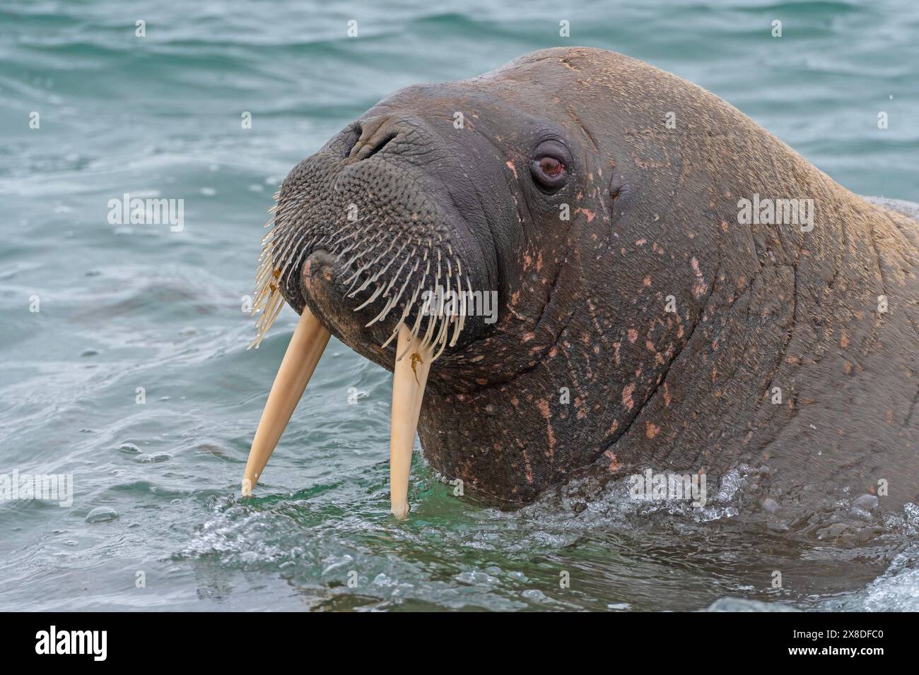 Walrus Emerging From the Water on Torellneset, Nordaustlandet in the ...