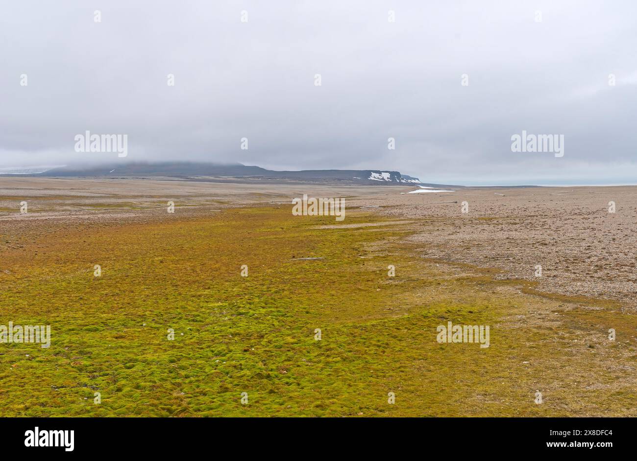 Sparce Life on the Barren Tundra in the HIgh Arctic on Torellneset ...