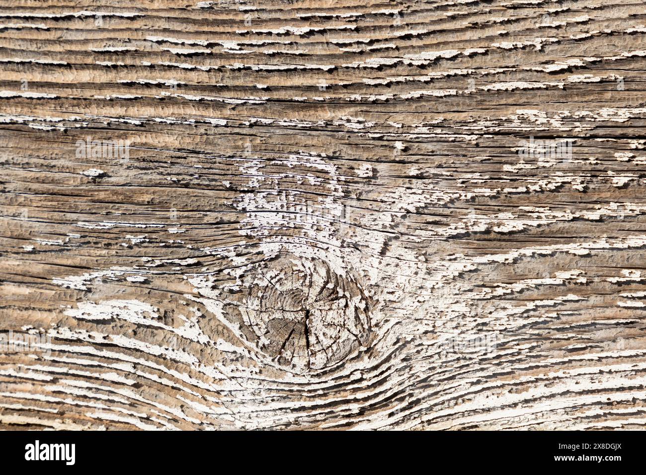 pattern of harmonic textured old rotten wooden wall with peeling white ...