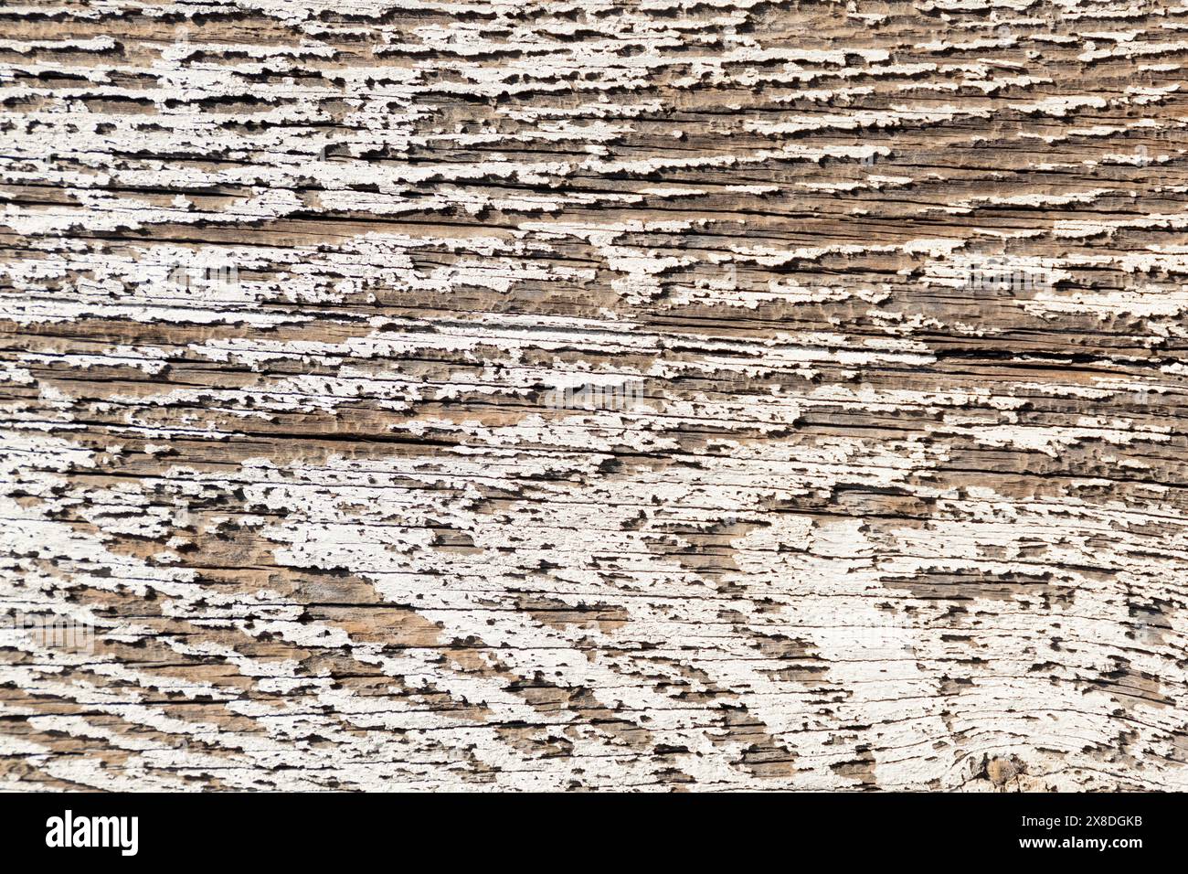 pattern of harmonic textured old rotten wooden wall with peeling white ...