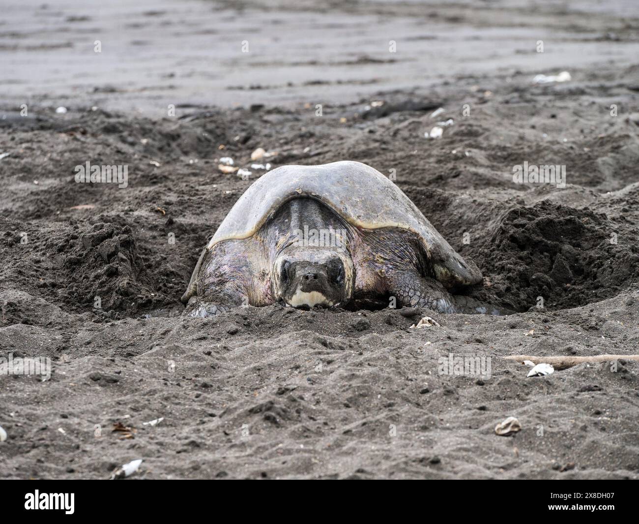 Olive Ridley (Lepidochelys olivacea) sea turtle digging a hole to lay ...