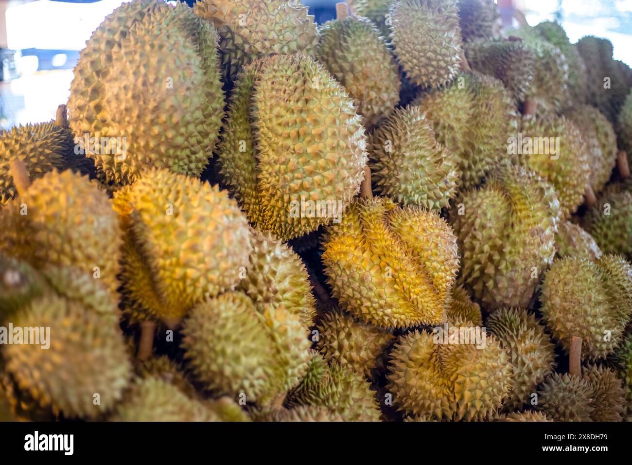 Large spiky durian fruits on a store counter in Asia. Thai fruit market ...
