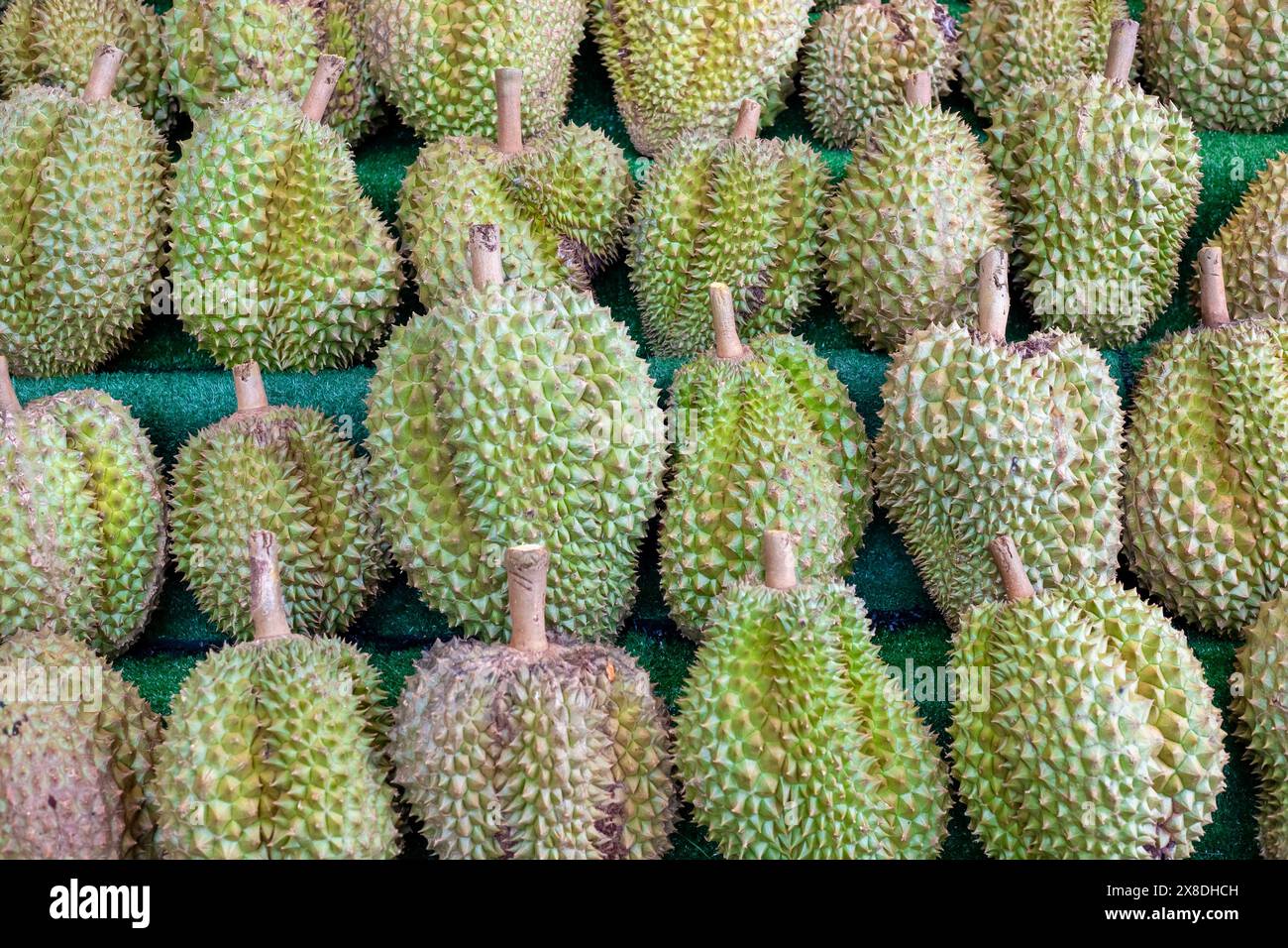 The large, spiny durian fruits are arranged in a pyramid. Thai fruit ...