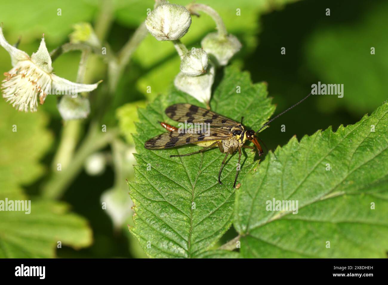 Female scorpionfly Panorpa vulgaris of the family scorpionflies ...