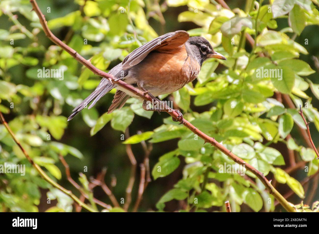 Landing robin hi-res stock photography and images - Alamy