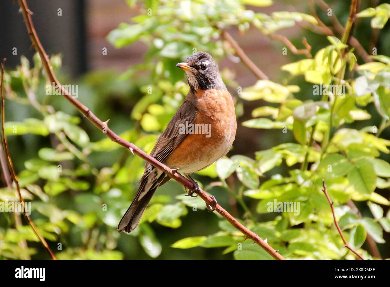 Robin sized bird hi-res stock photography and images - Alamy