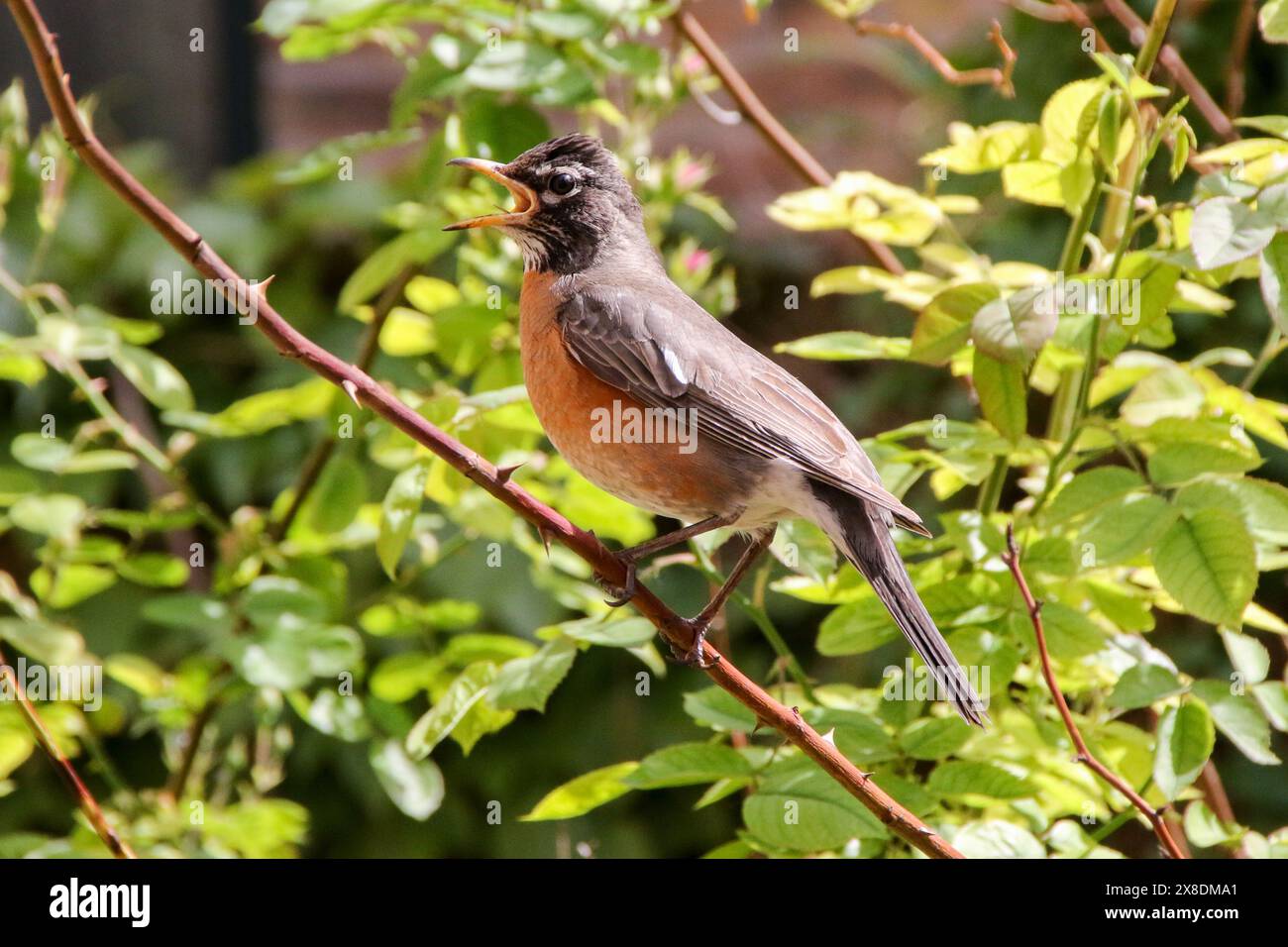 Robin sized bird hi-res stock photography and images - Alamy