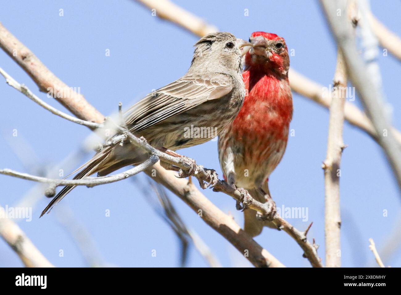 Male House Finch feeding a female Stock Photo - Alamy