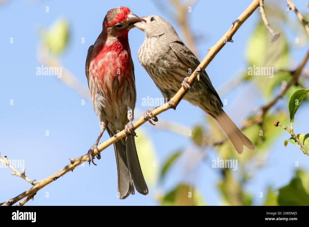 Male House Finch feeding a female Stock Photo - Alamy