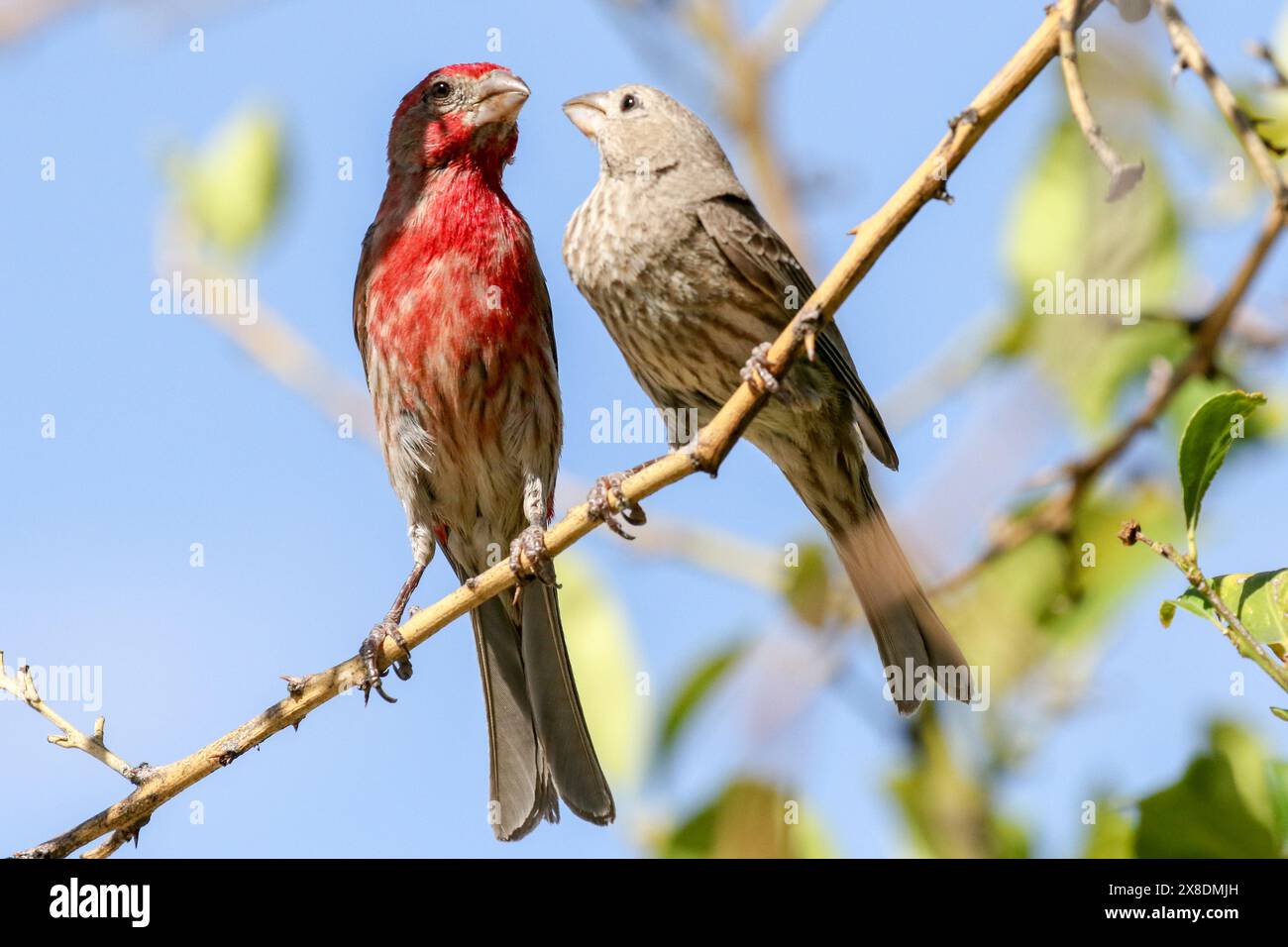Male House Finch feeding a female Stock Photo - Alamy