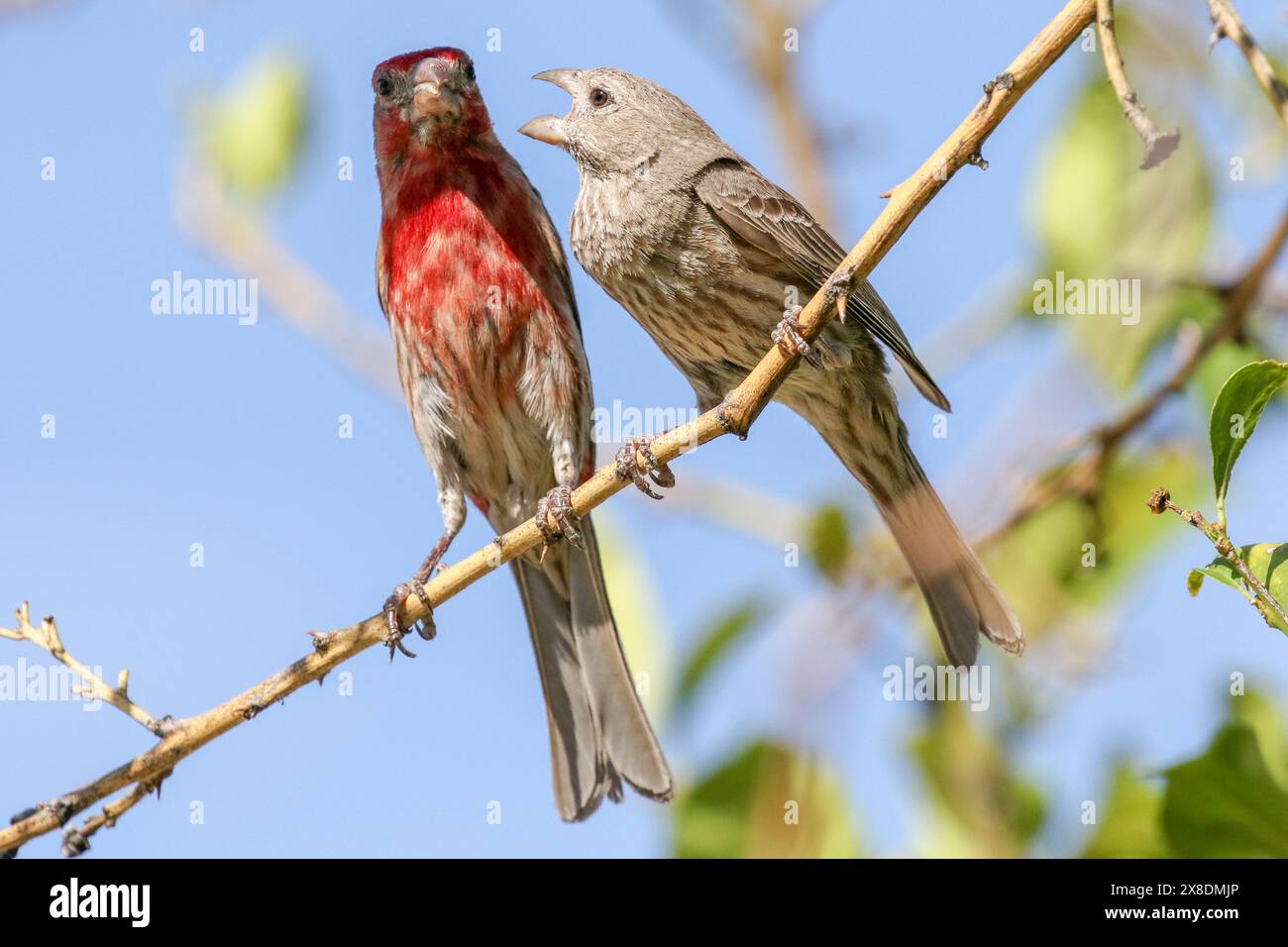 Male House Finch feeding a female Stock Photo - Alamy