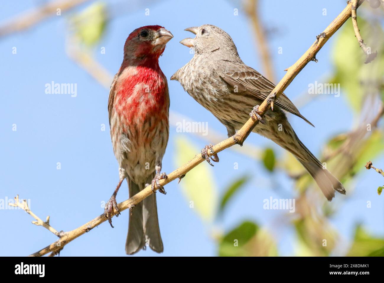 Streaky finch hi-res stock photography and images - Alamy