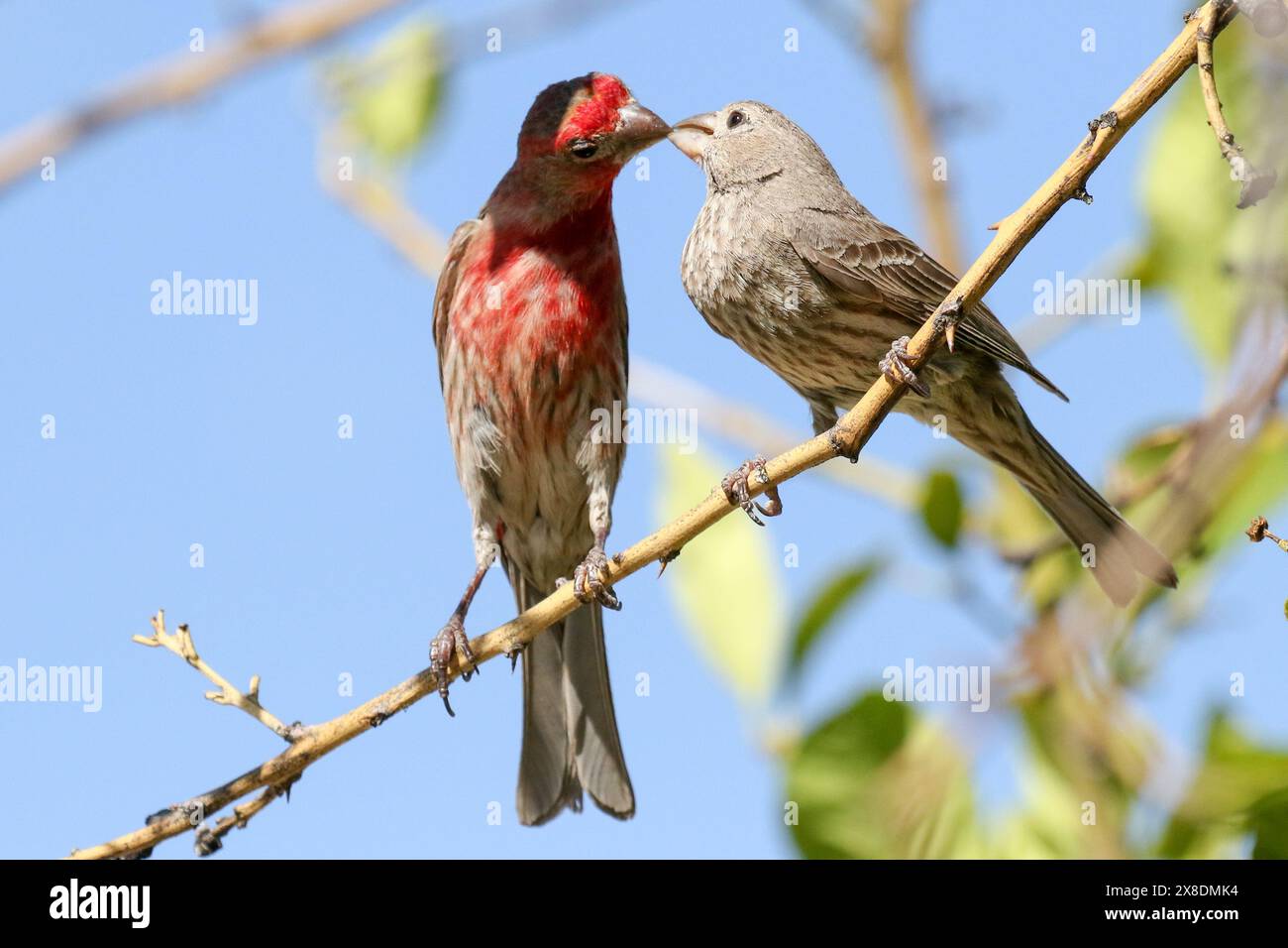 Streaky finch hi-res stock photography and images - Alamy