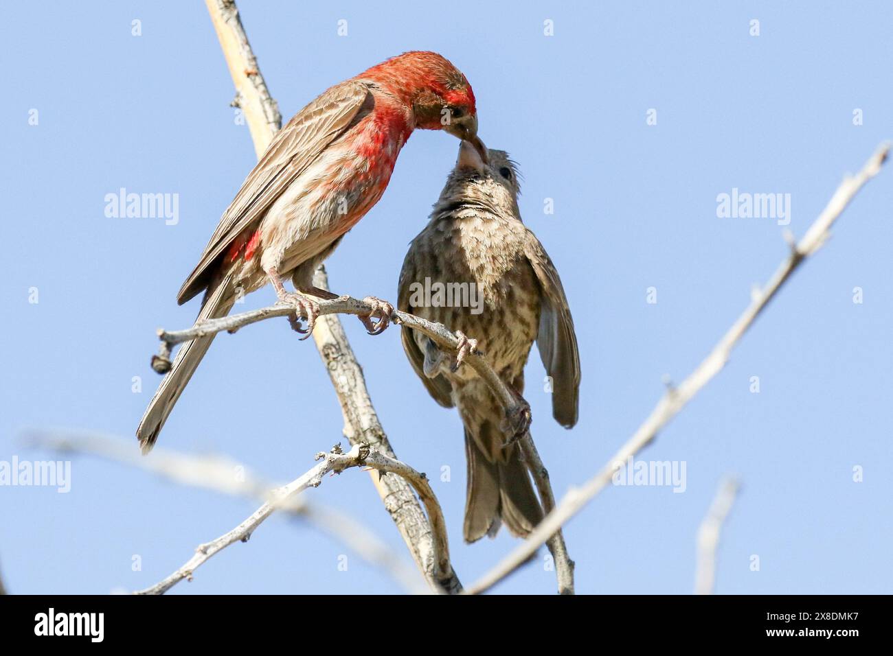 Streaky finch hi-res stock photography and images - Alamy