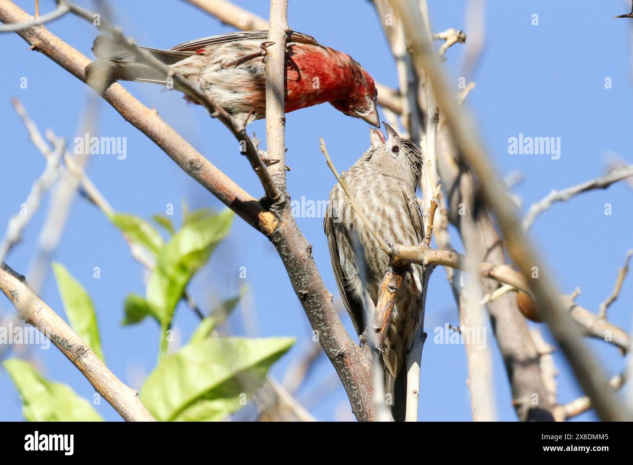 Male House Finch feeding a female Stock Photo - Alamy