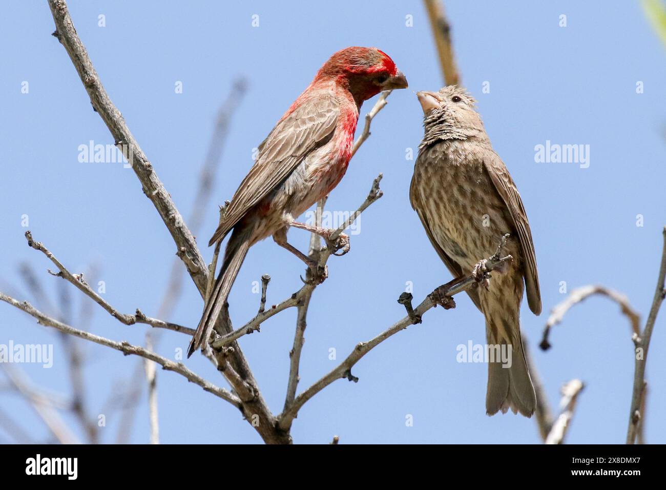 Male female house finches hi-res stock photography and images - Alamy