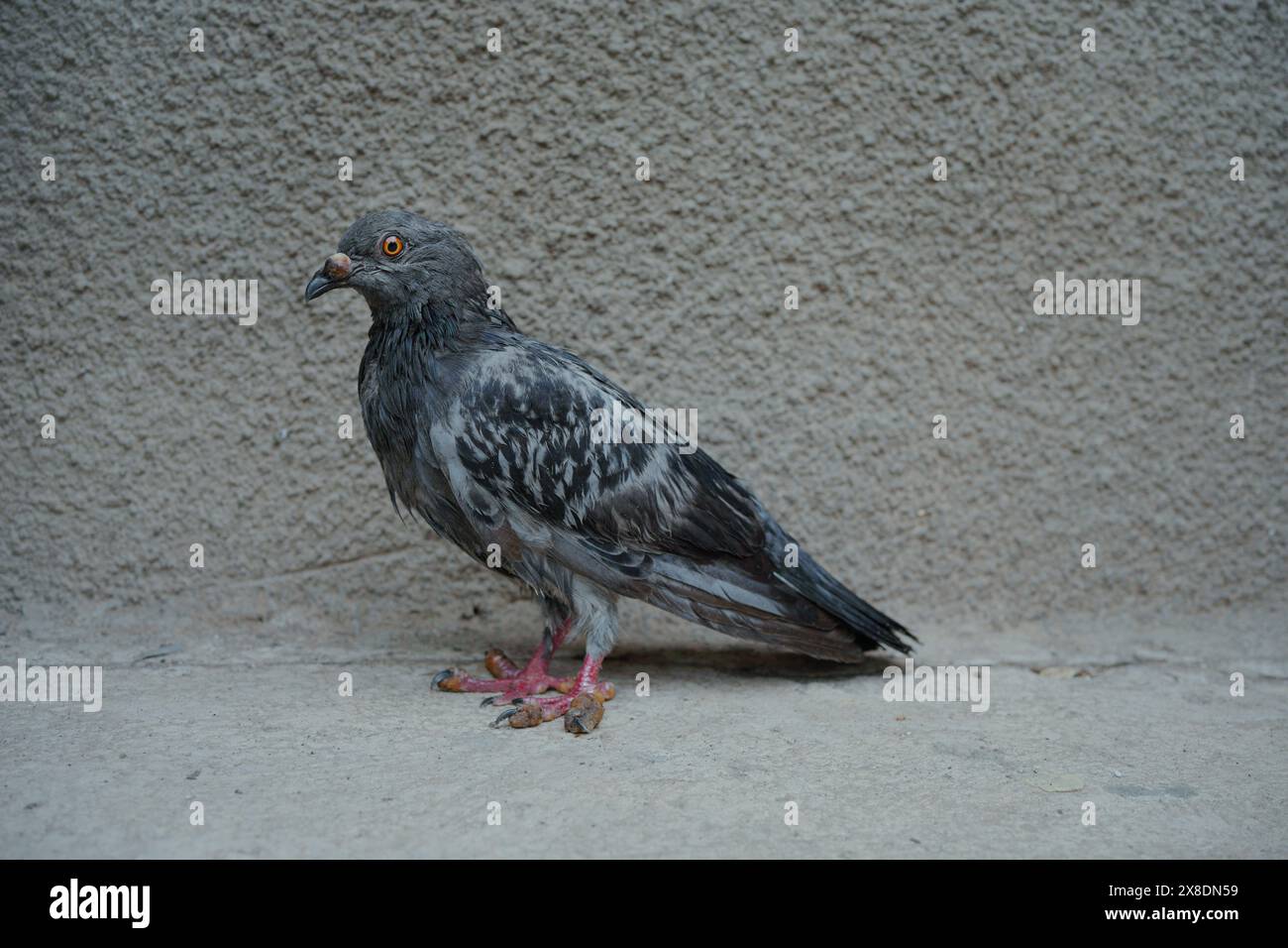 Alone sick or injured pigeon on grey wall background Stock Photo - Alamy