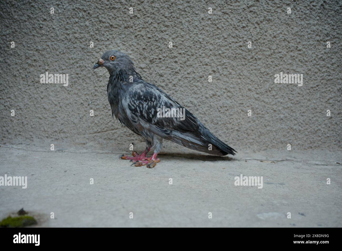 Alone pigeon with pox on grey background Stock Photo - Alamy