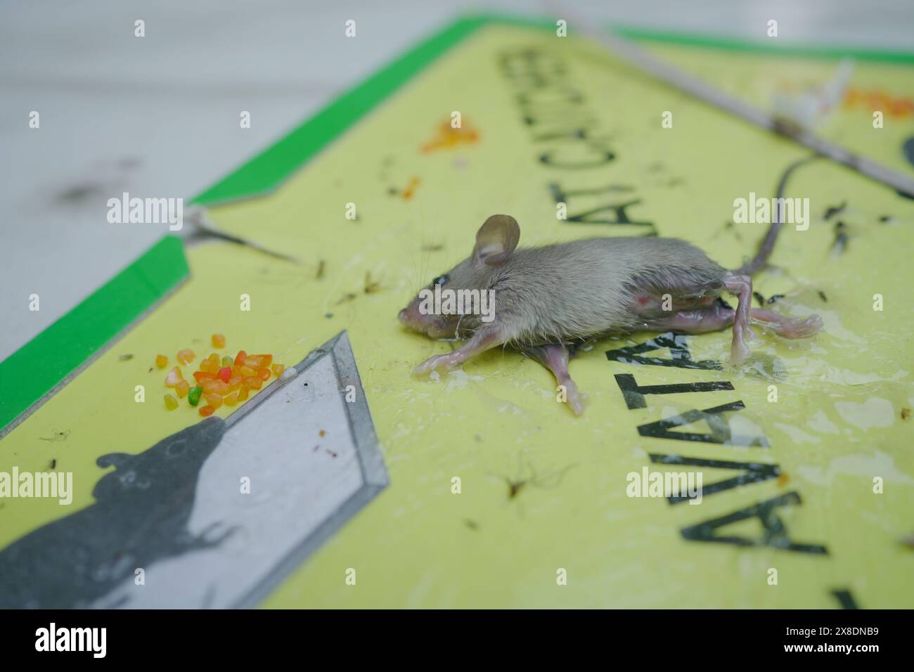 Baby rat hi-res stock photography and images - Alamy