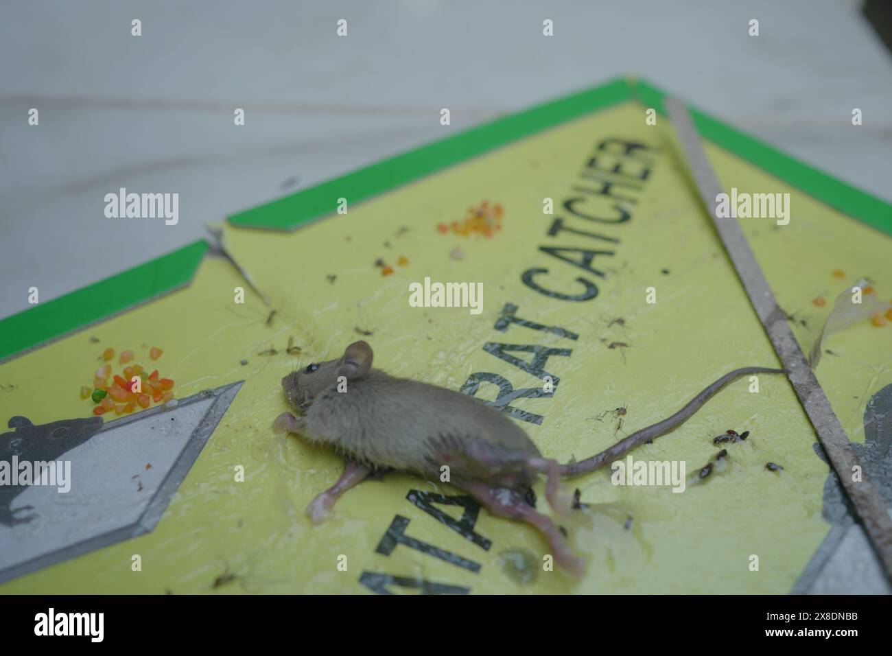 Baby rat dying on glue catcher Stock Photo - Alamy