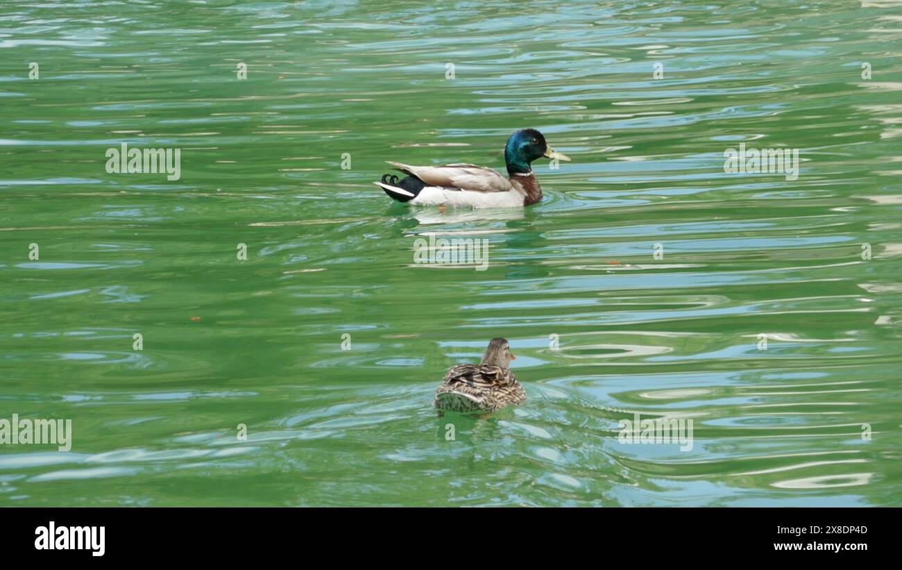 Las Vegas, Nevada, USA 14th May 2024 Mallard Ducks at Palm Memorial ...