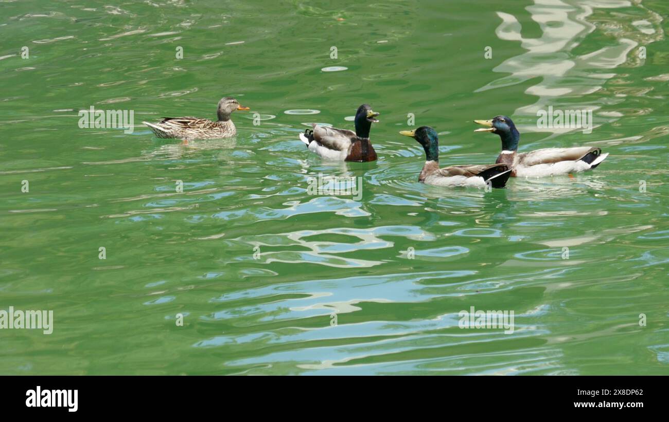 Las Vegas, Nevada, USA 14th May 2024 Mallard Ducks in lake at Palm ...