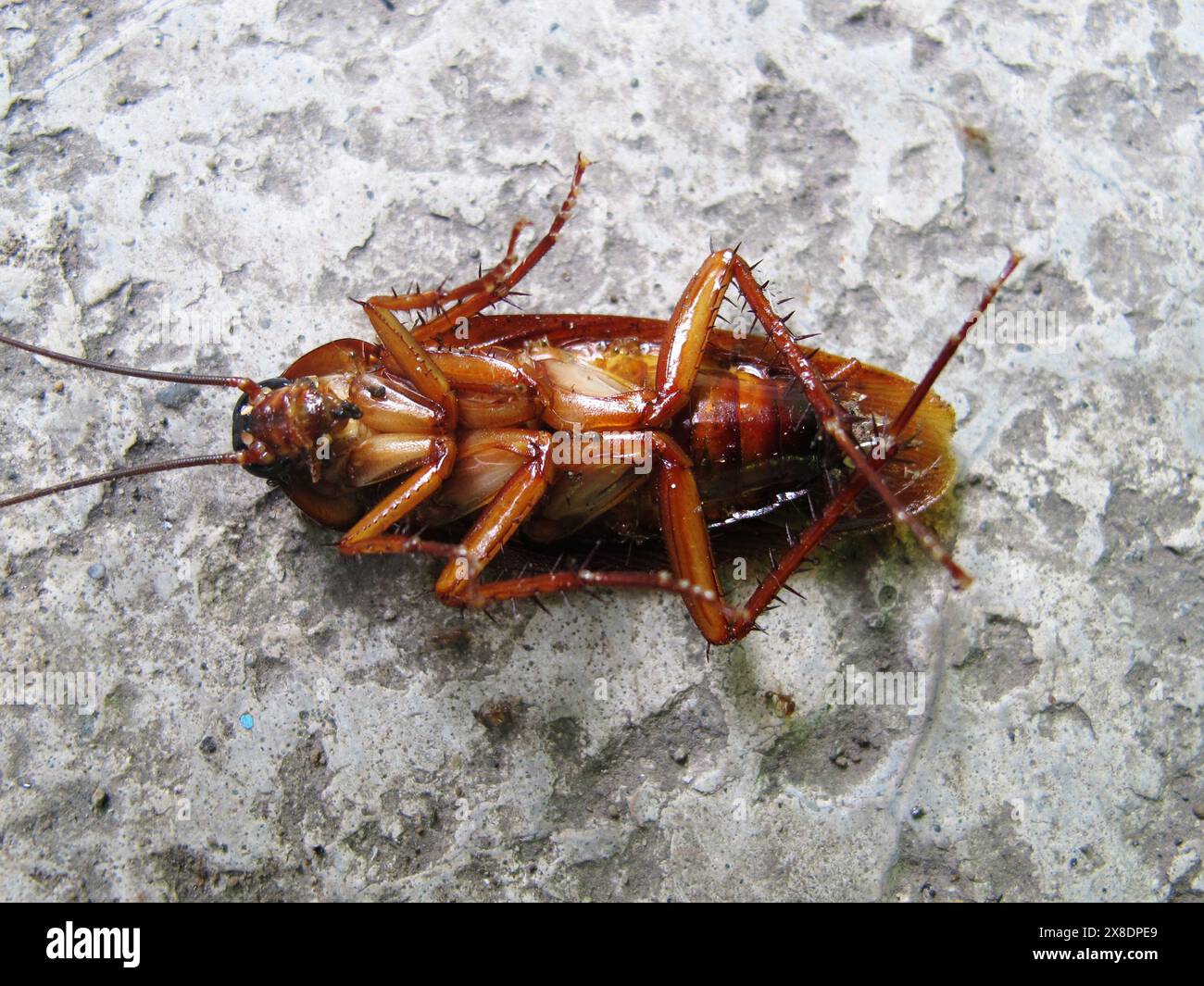 Dead body on floor hi-res stock photography and images - Alamy