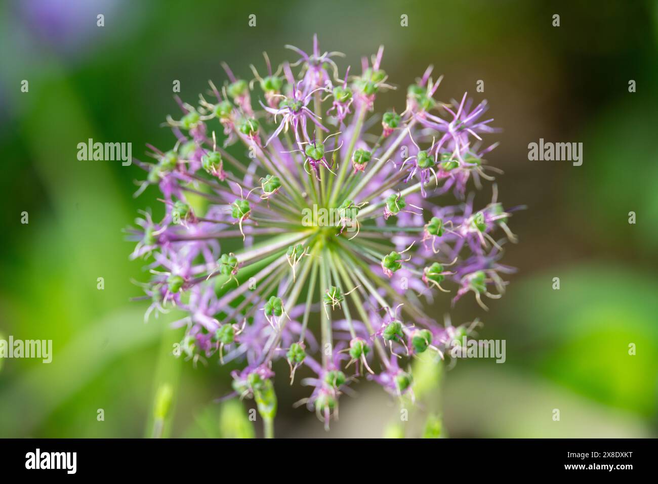 flower, allium nigrum, black garlic, garden, wildflower, blossom ...
