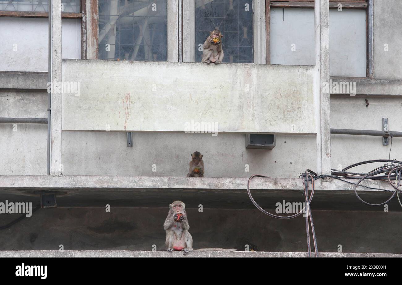 Animal testing monkey cage hi-res stock photography and images - Alamy