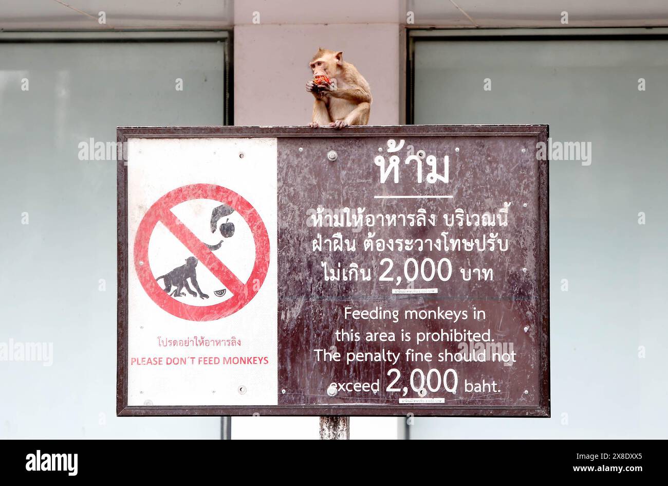A macaque monkey eats rambutan on top of a sign in Lopburi province, north of Bangkok. After ...