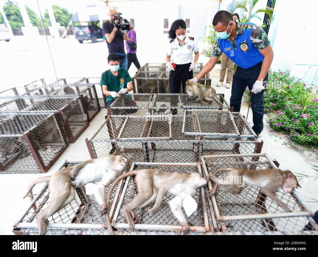 Animal testing monkey cage hi-res stock photography and images - Alamy