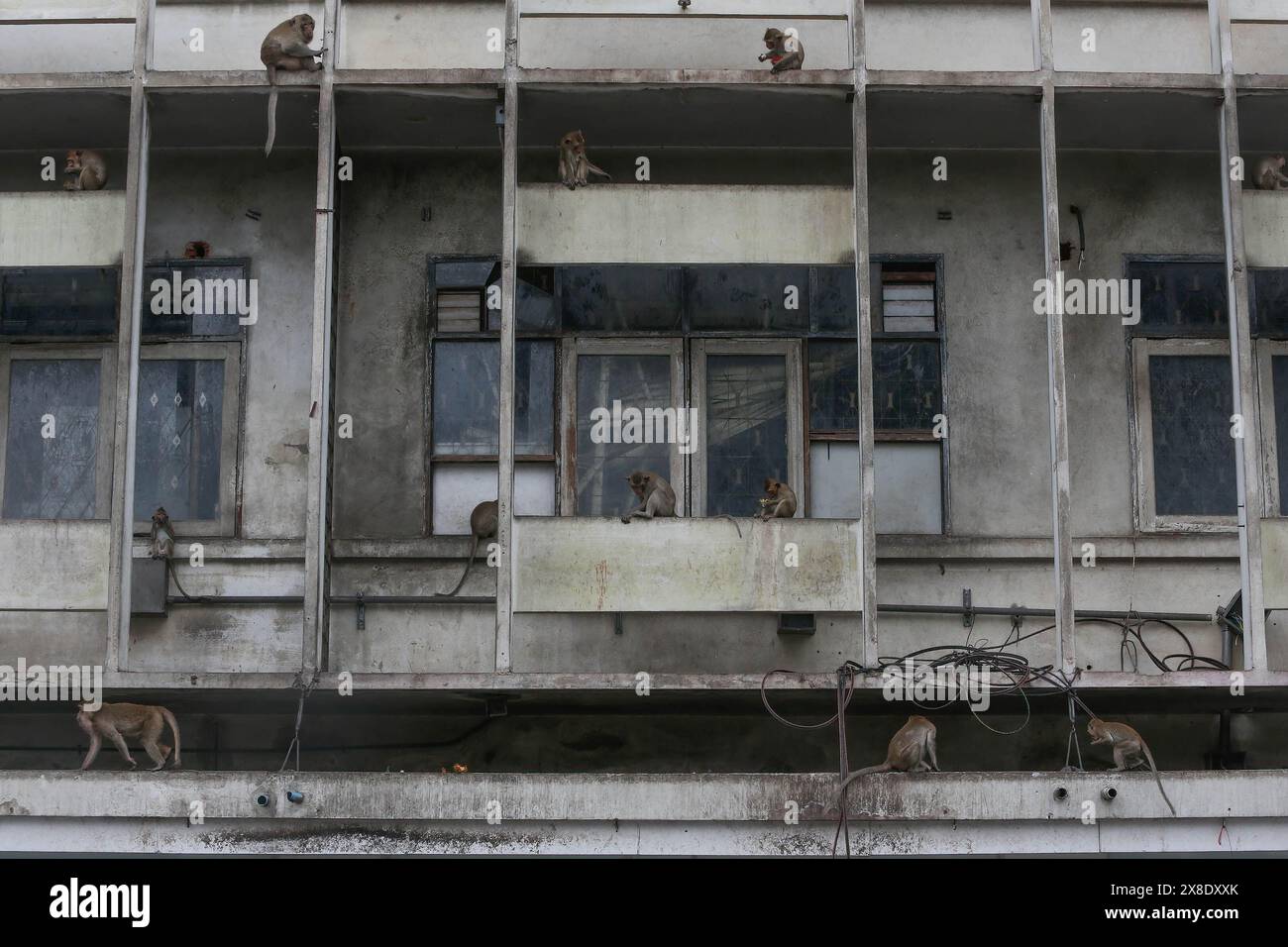 Macaque monkeys seen outside abandoned building in Lopburi province ...