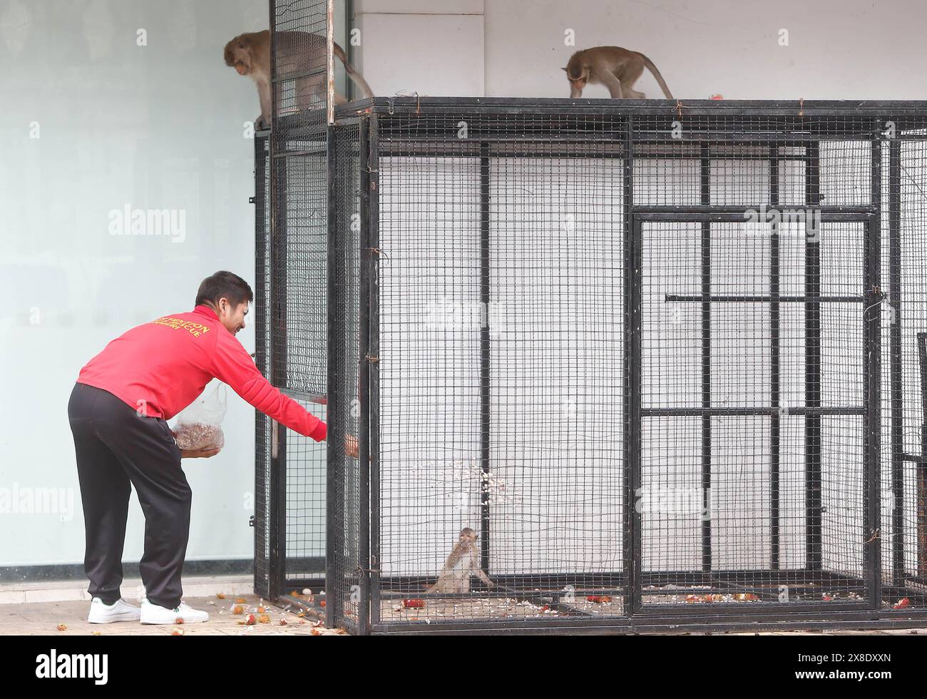 A worker feeds rambutan to macaque monkeys in a cage before catching ...