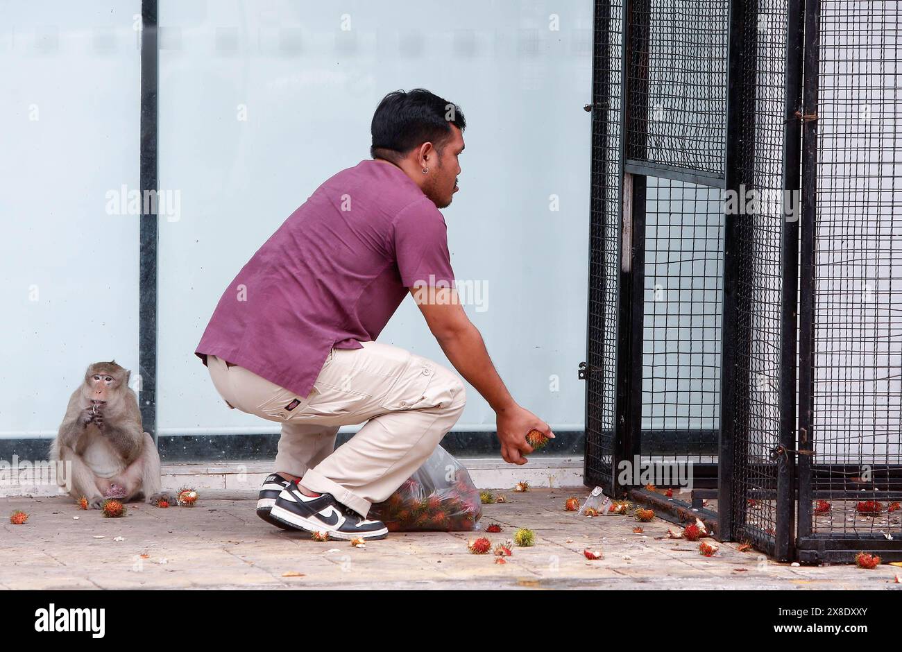 A worker feeds rambutan to macaque monkeys in a cage before catching ...
