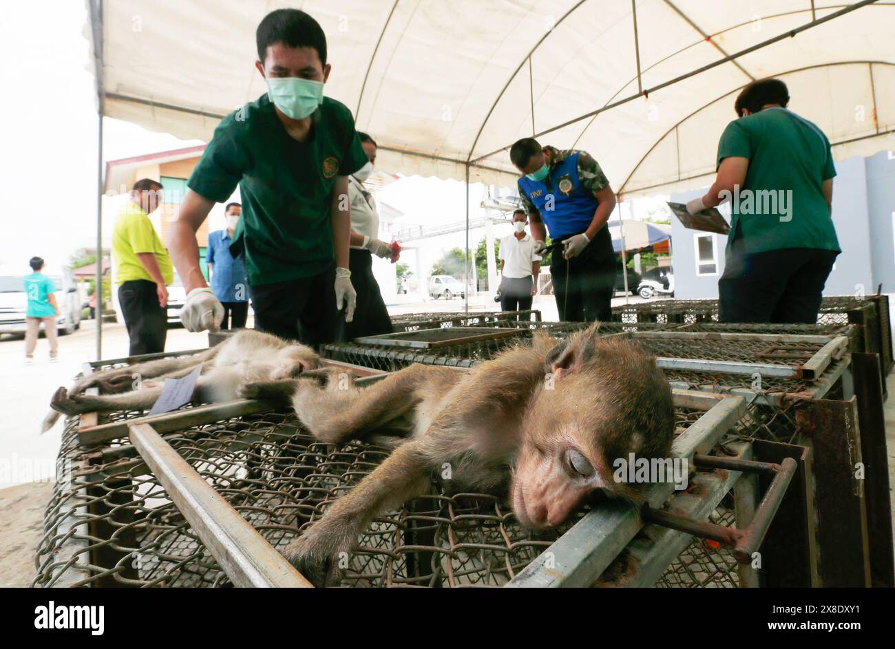 Health officials seen checking macaque monkeys at the monkey field ...