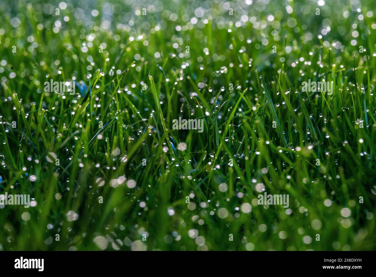 green grass background, meadow, lawn, grass, wet grass, rain, drop ...