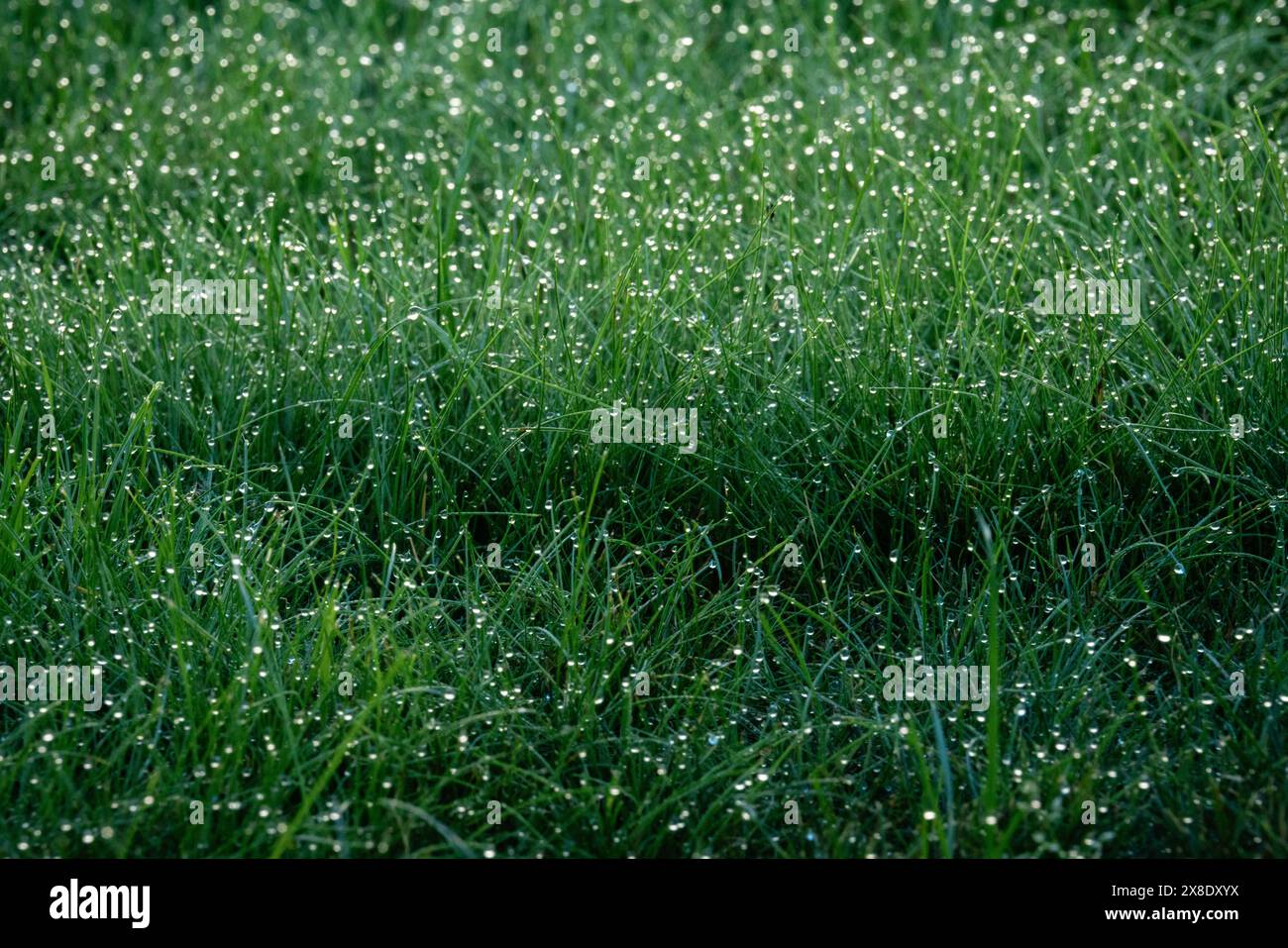 green grass background, meadow, lawn, grass, wet grass, rain, drop ...