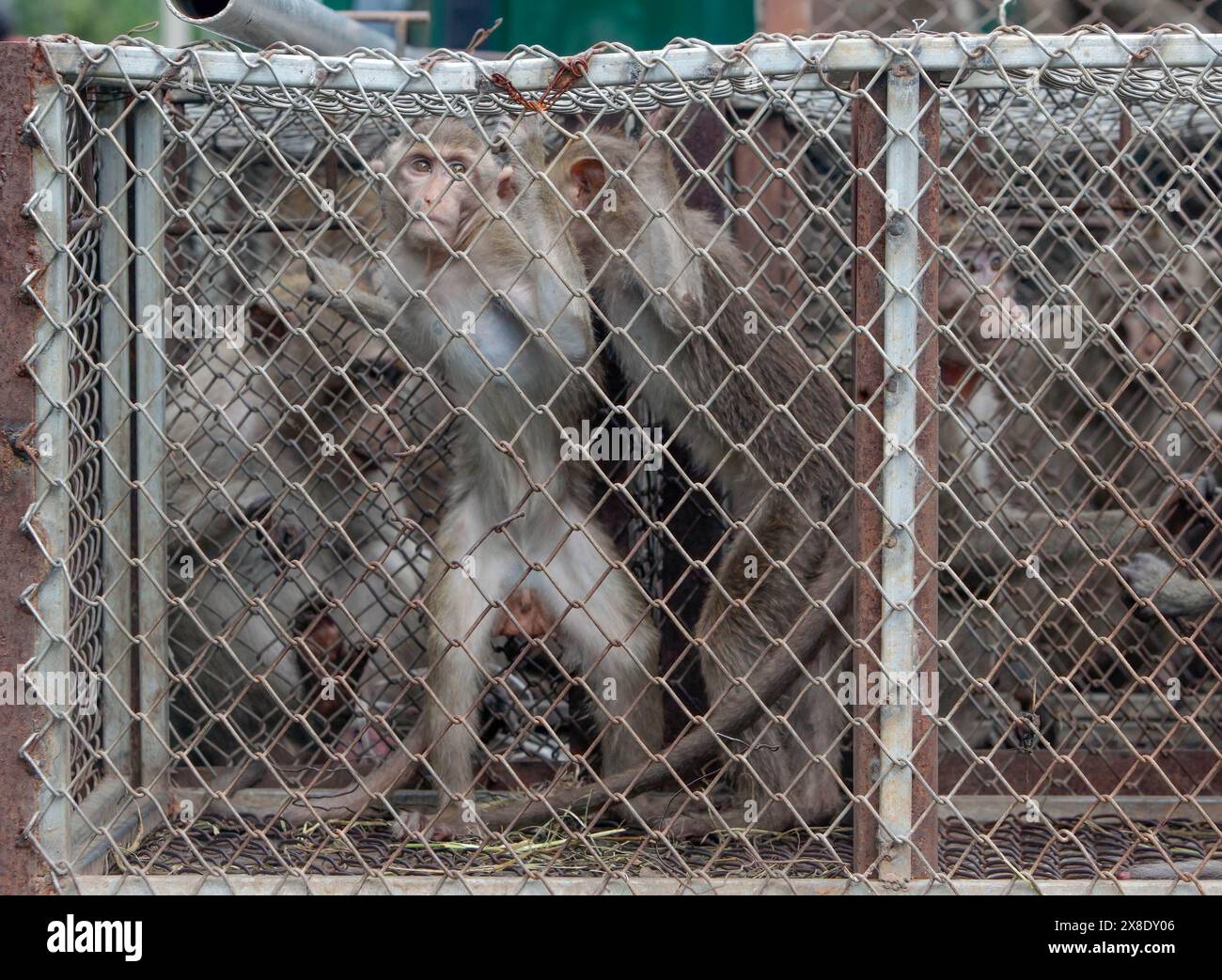 Animal testing monkey cage hi-res stock photography and images - Alamy