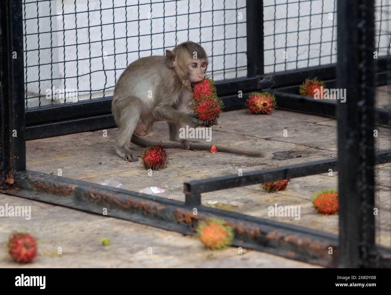A macaque monkey eats rambutan inside a cage in Lopburi province, north ...